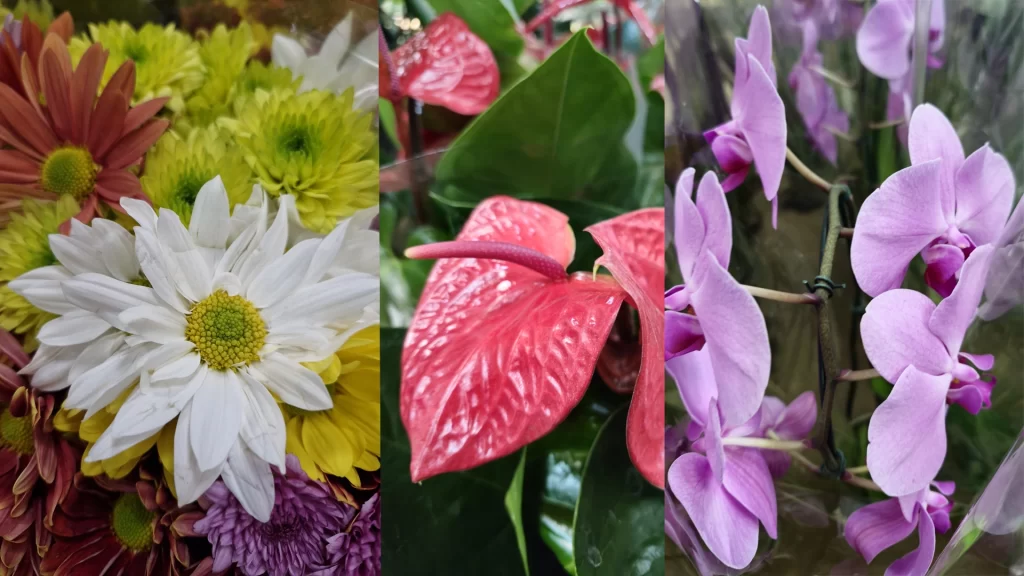 NOSSAS FLORES – Coroa de Flores Royal